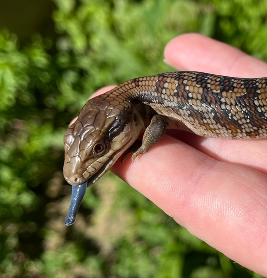 Victorian Eastern Blue Tongue Skink Eastern Blue-Tongued Skink by Mike ...