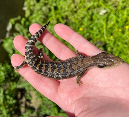 Victorian Eastern Blue Tongue Skink Eastern Blue-Tongued Skink by Mike ...