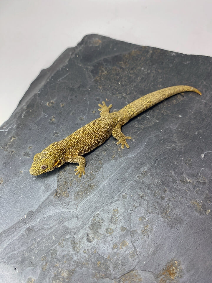 Eurydactylodes Agricolae More Gecko by Mike's Gecko Room - MorphMarket