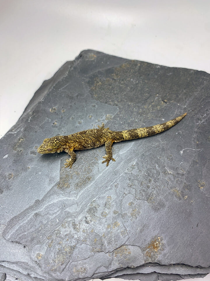Eurydactylodes Agricolae More Gecko by Mike's Gecko Room - MorphMarket