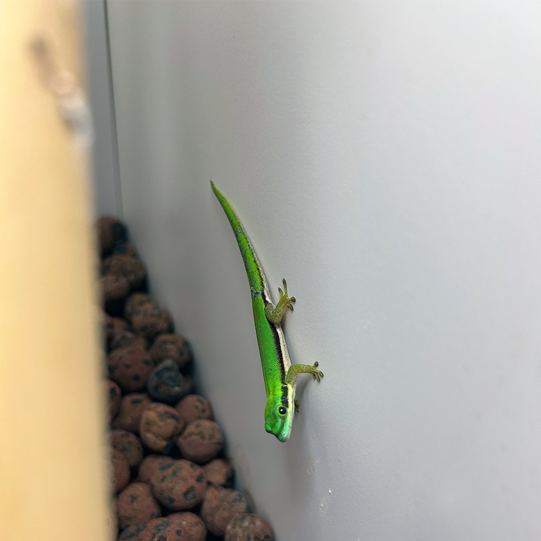 Phelsuma Nigristriata Day Gecko by Mike's Gecko Room - MorphMarket