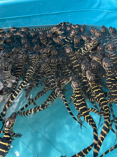 American Alligator 2024 Cbb by Mike reptiles