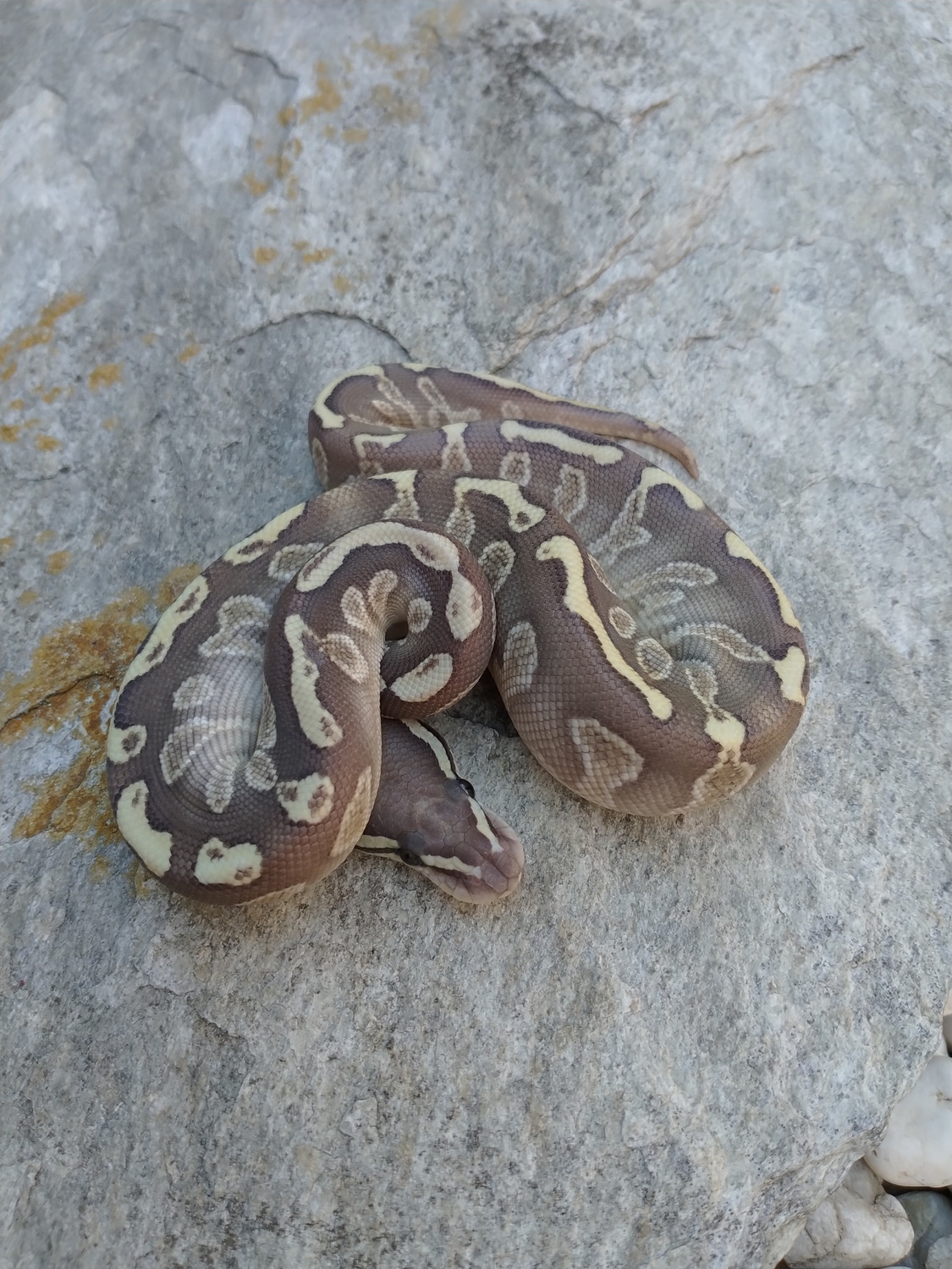 Ghi Lesser Het Clown (Shipping Included) Ball Python by Mikevee ...