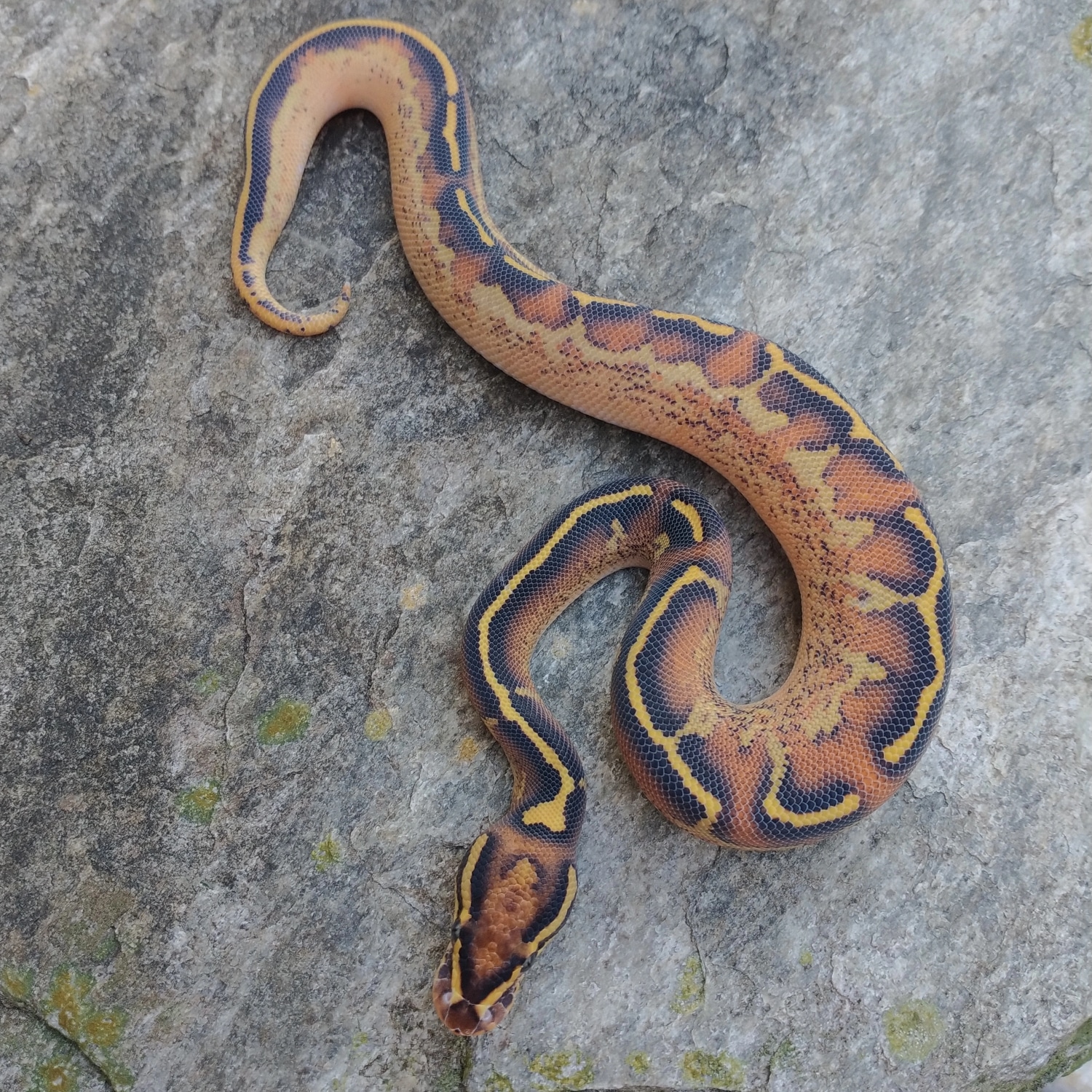 Orange Dream Freeway Ball Python by Mikevee Reptiles - MorphMarket