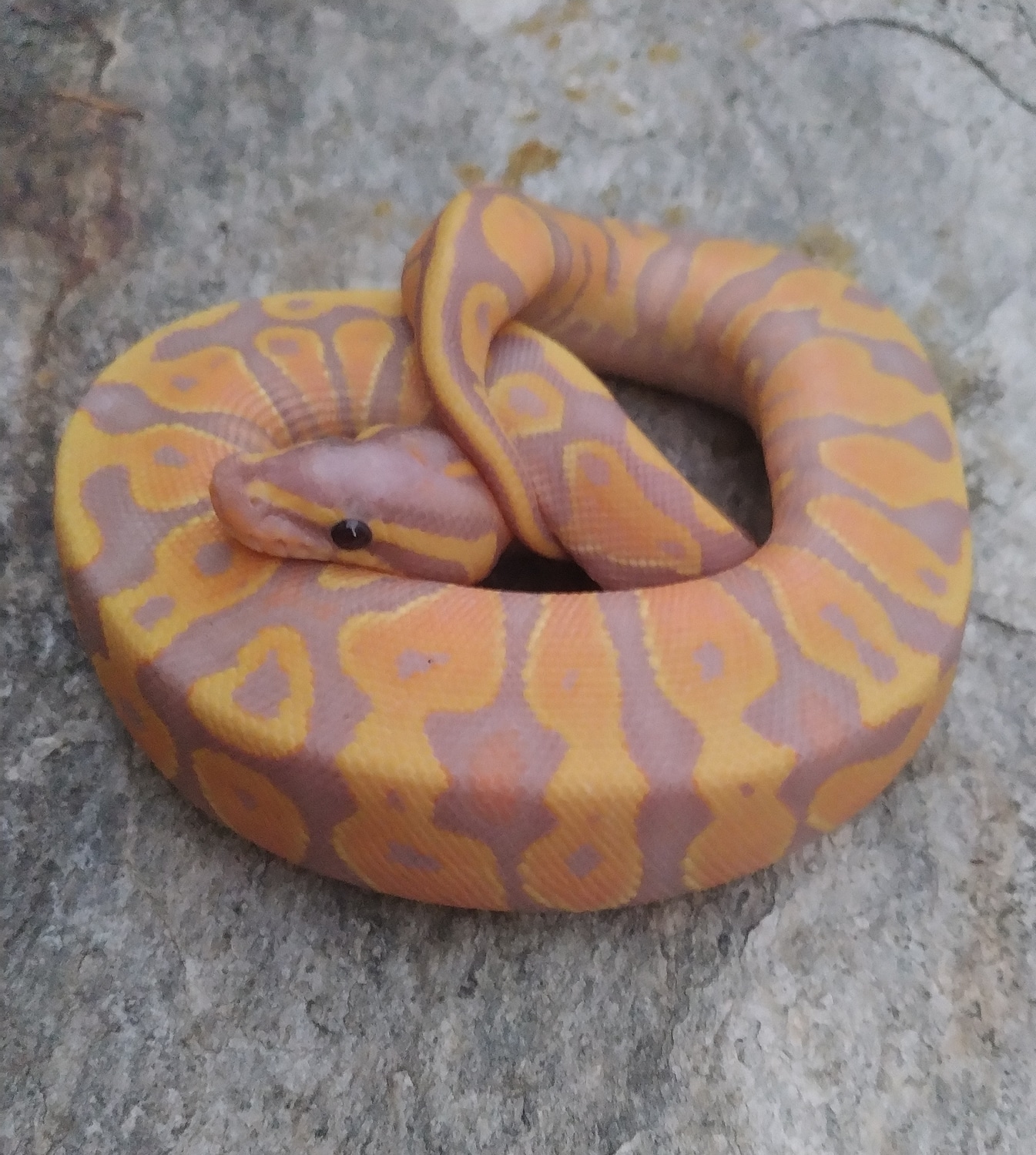 Banana Asphalt/yb Ball Python by Mikevee Reptiles - MorphMarket