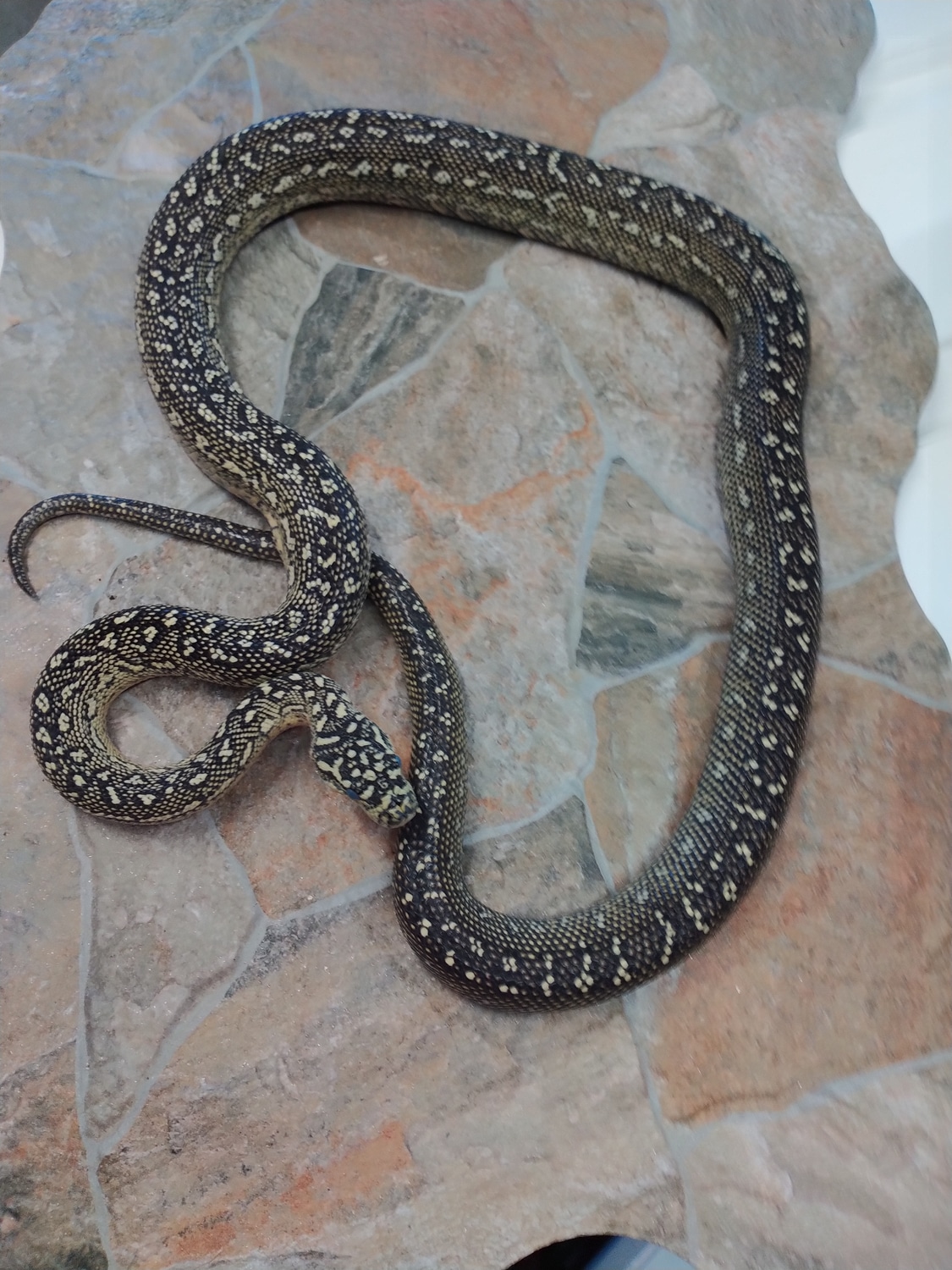 Diamond Carpet Python by Mikevee Reptiles - MorphMarket