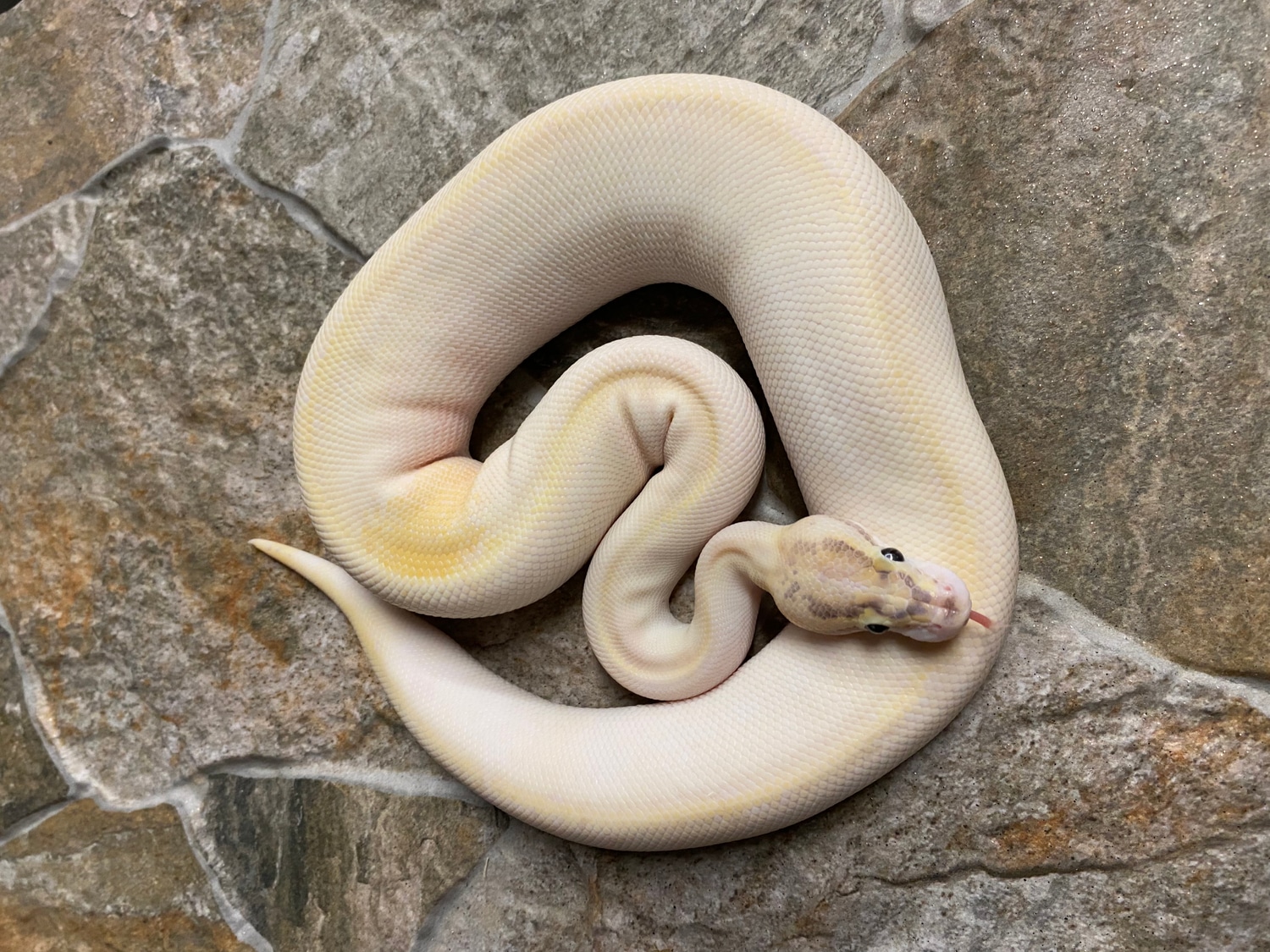 Ivory Orange Dream Ball Python by Mikevee Reptiles - MorphMarket