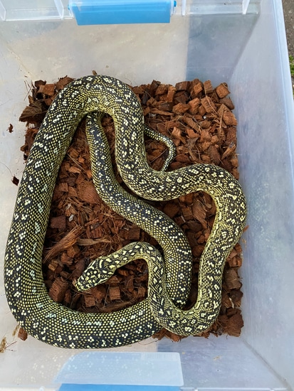 Diamond Python Diamond Carpet Python by Mikevee Reptiles