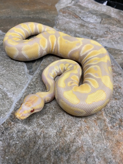 Candino Female Pos Het Clown Ball Python by Mikevee Reptiles