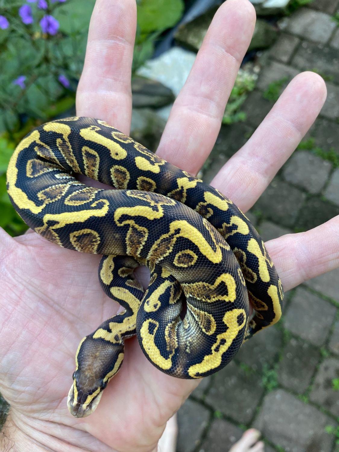 Ghi Het Clown Ball Python by Mikevee Reptiles - MorphMarket