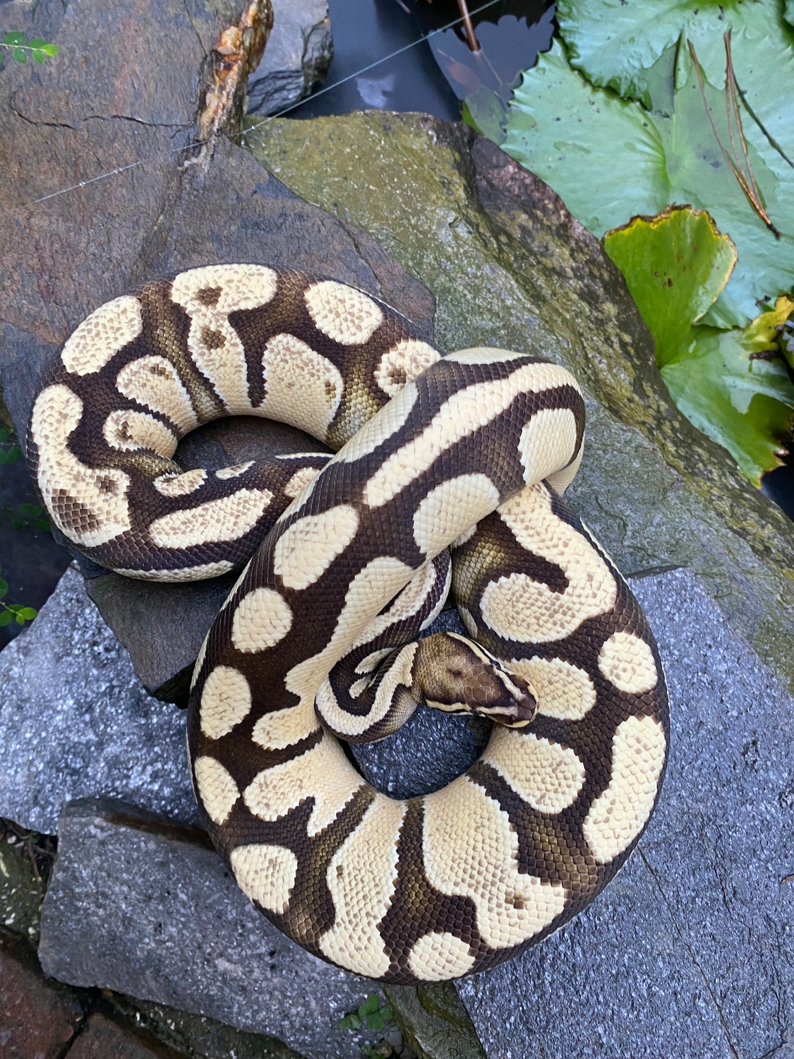 Firefly Ball Python by Mikevee Reptiles - MorphMarket