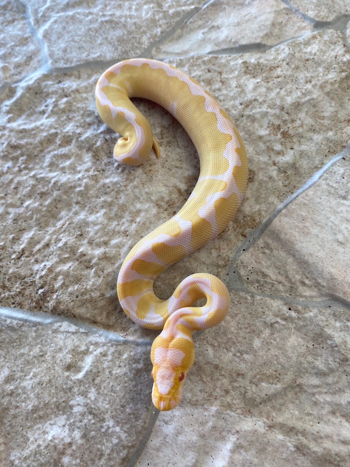 Albino Clown Ball Python by Mikevee Reptiles - MorphMarket