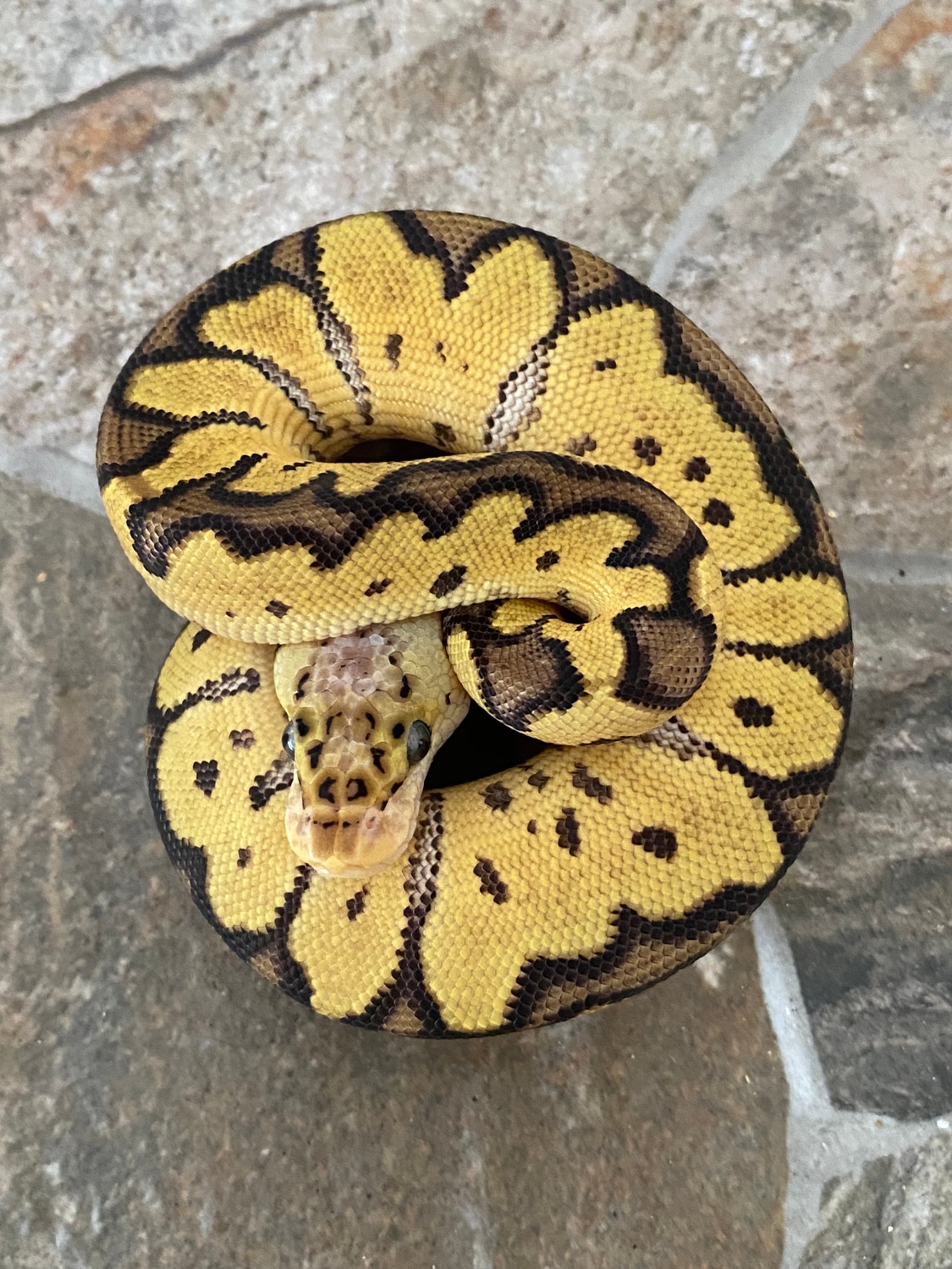 Pastel Blade Clown Ball Python by Mikevee Reptiles - MorphMarket