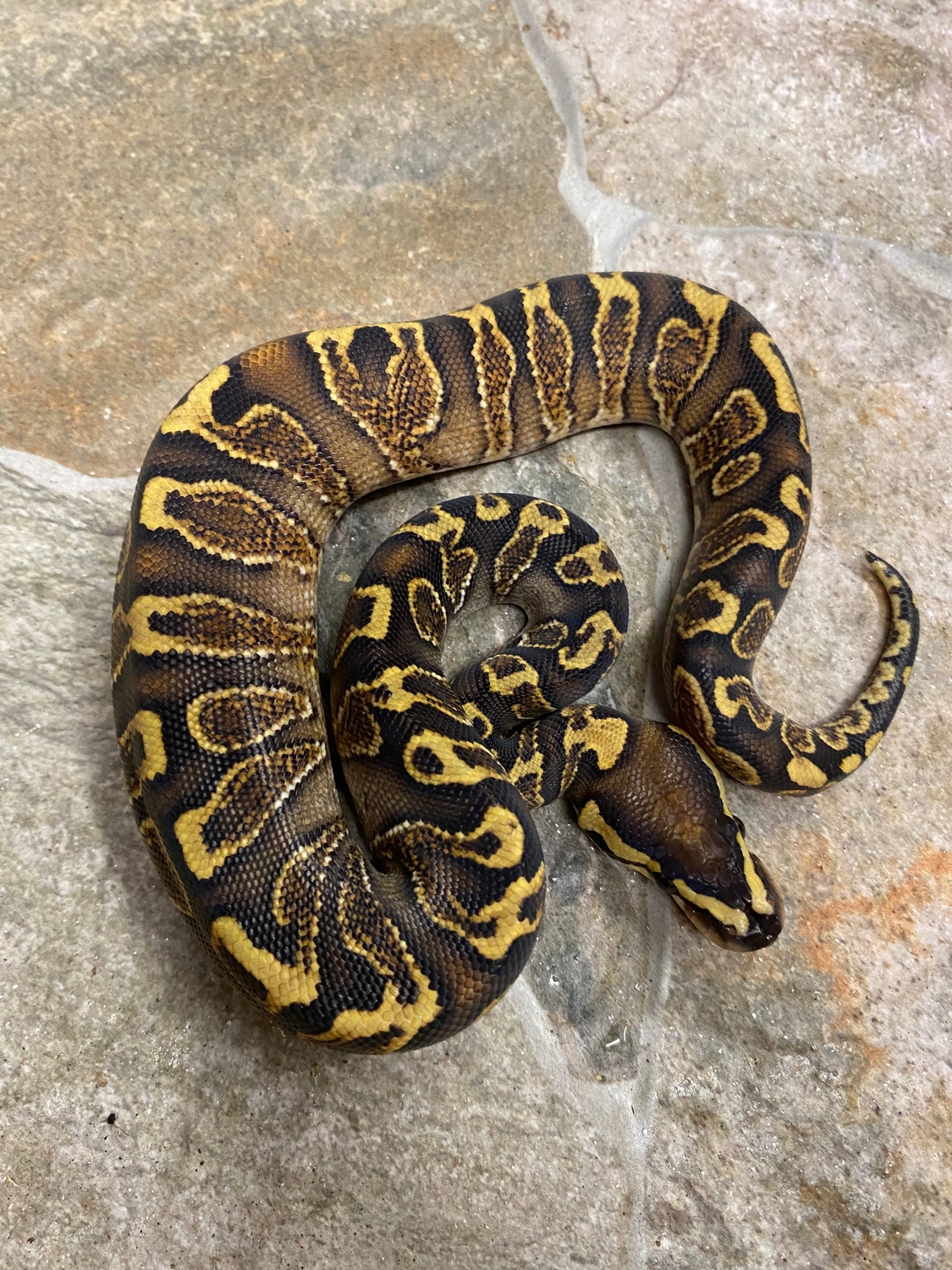 Wookie GHI Yellow Belly Ball Python by Mikevee Reptiles - MorphMarket