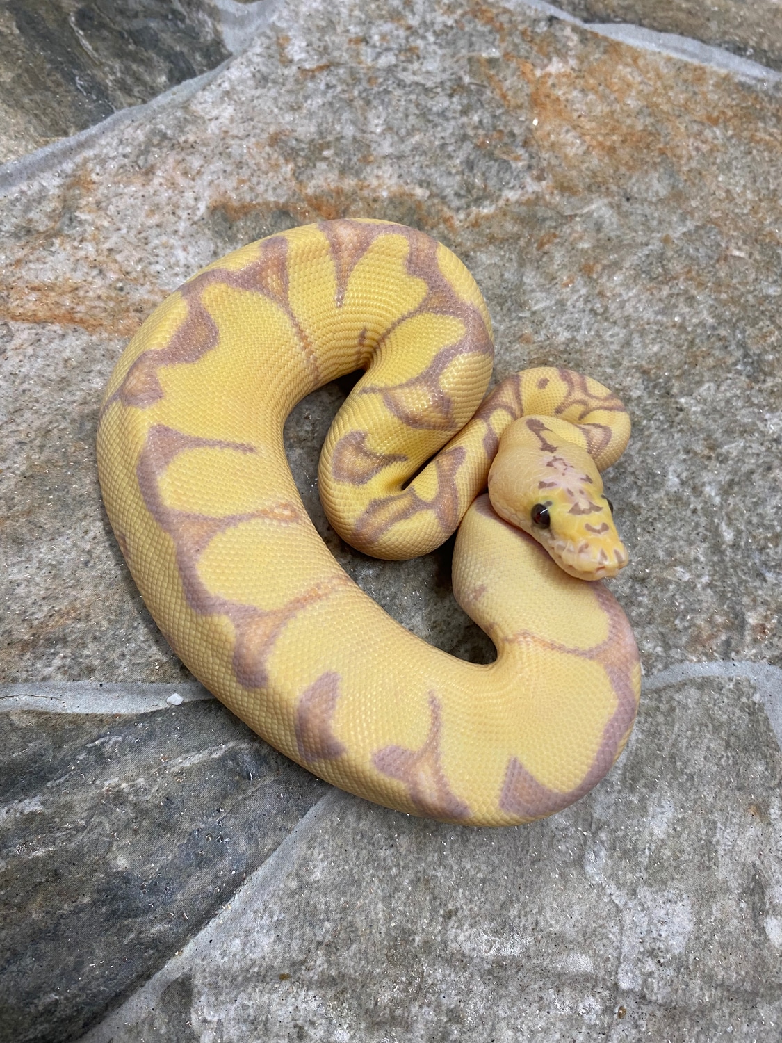 Enchi Pastel Banana Clown Ball Python By Mikevee Reptiles Morphmarket