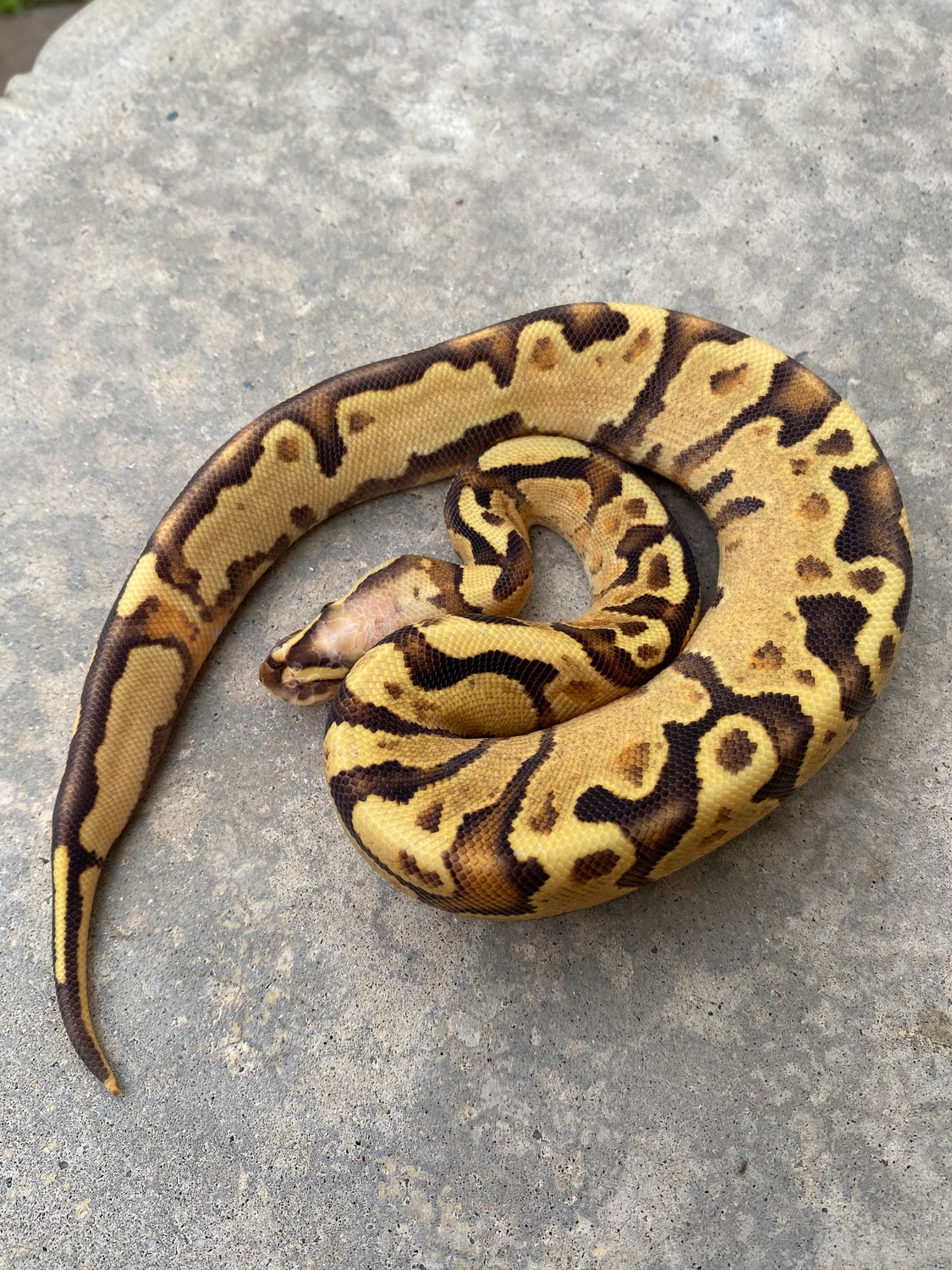 Super Vanilla Orange Dream Yb Ball Python by Mikevee Reptiles - MorphMarket