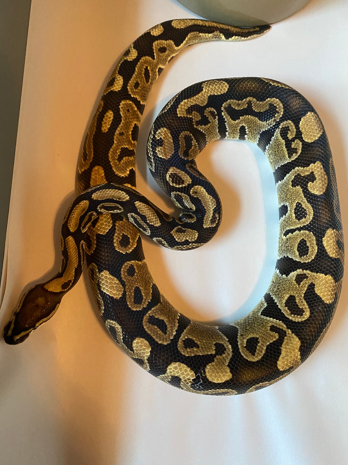 Triple Het Clown Pied Albino Ball Python by Mikevee Reptiles - MorphMarket