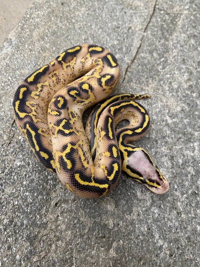 Pastel Freeway Ball Python by Mikevee Reptiles