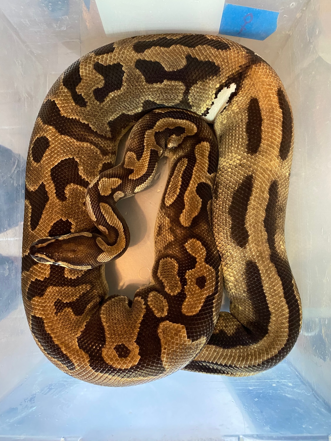 Leopard Pied Ball Python by Mikevee Reptiles - MorphMarket