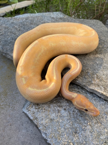 Banana Freeway Ball Python by Mikevee Reptiles