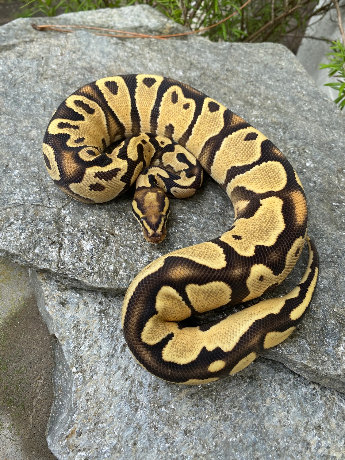 Orange Dream Vanilla Yellow Belly Ball Python by Mikevee Reptiles ...