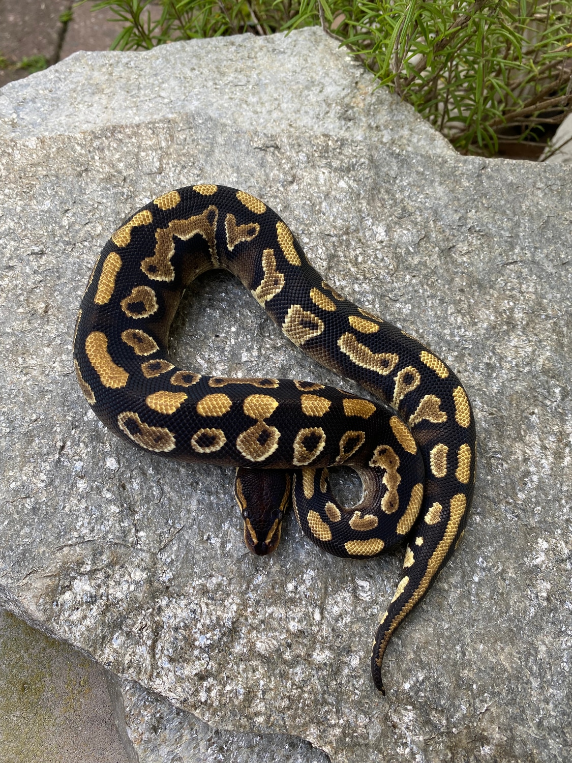 Blackhead Yb Pos Wookie Ball Python by Mikevee Reptiles - MorphMarket