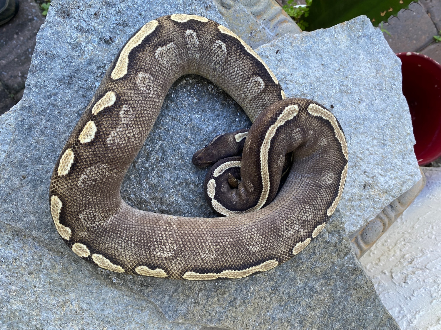 Ghi Mojave Ball Python by Mikevee Reptiles - MorphMarket