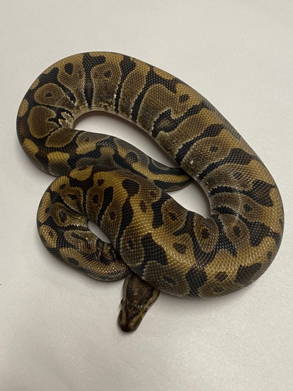 Wookie Hgw Ball Python by Mikevee Reptiles