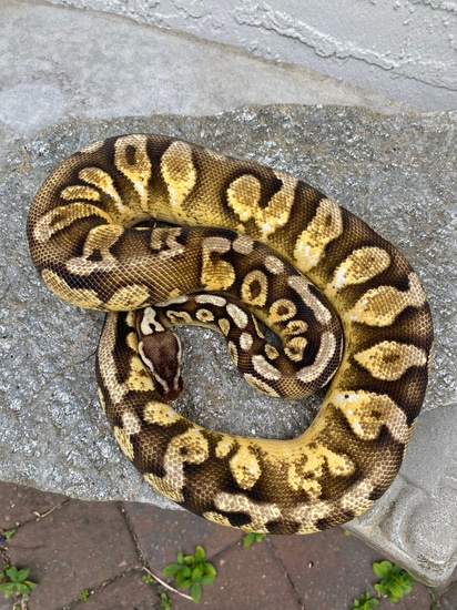 Sugar Pastel Yellow Belly Het Candy Ball Python by Mikevee Reptiles