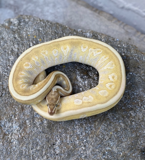 Lesser Hidden Gene Woma Het Clown Ball Python by Mikevee Reptiles