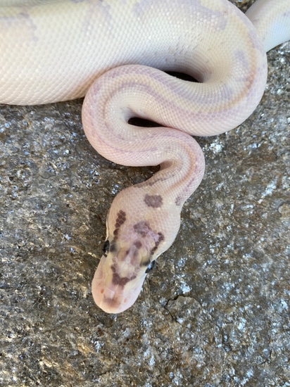 Leopard Ivory Ball Python by Mikevee Reptiles