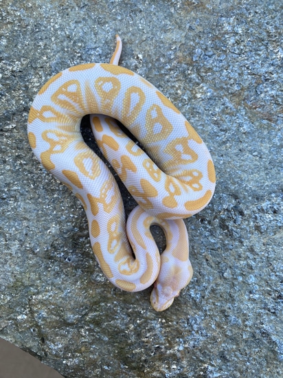 Albino Black Pastel Het Clown Ball Python by Mikevee Reptiles