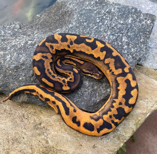 Barnhart Black Pastel Leopard Od Pos Het Pied Ball Python by Mikevee Reptiles