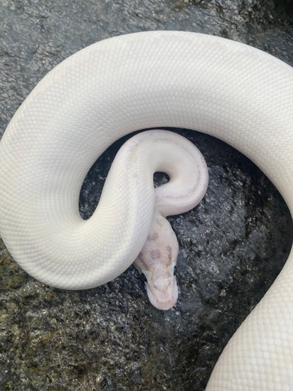 Leopard Ivory Ball Python by Mikevee Reptiles