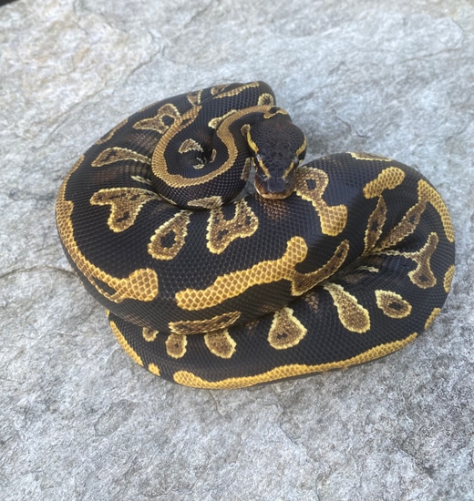 Black Head Probably Yb Pos Het Clown Ball Python by Mikevee Reptiles