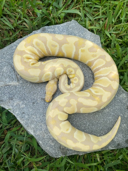Candino Ball Python by Mikevee Reptiles