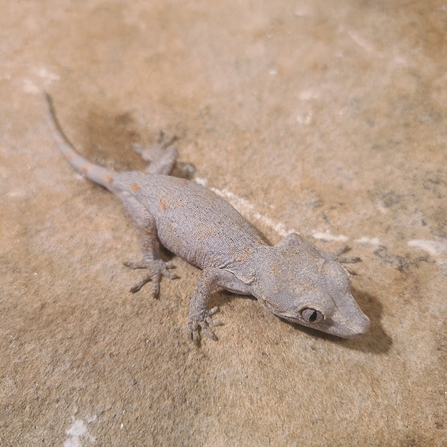 Orange Blotch Gargoyle Gecko by Mike Walsh reptiles - MorphMarket