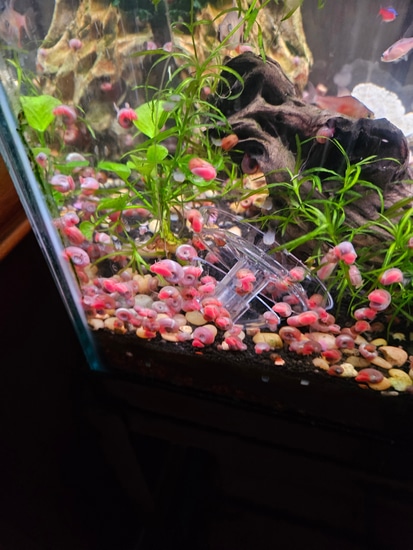 Pink/ Red Ramshorn Snails Other Snail by Mike Walsh reptiles