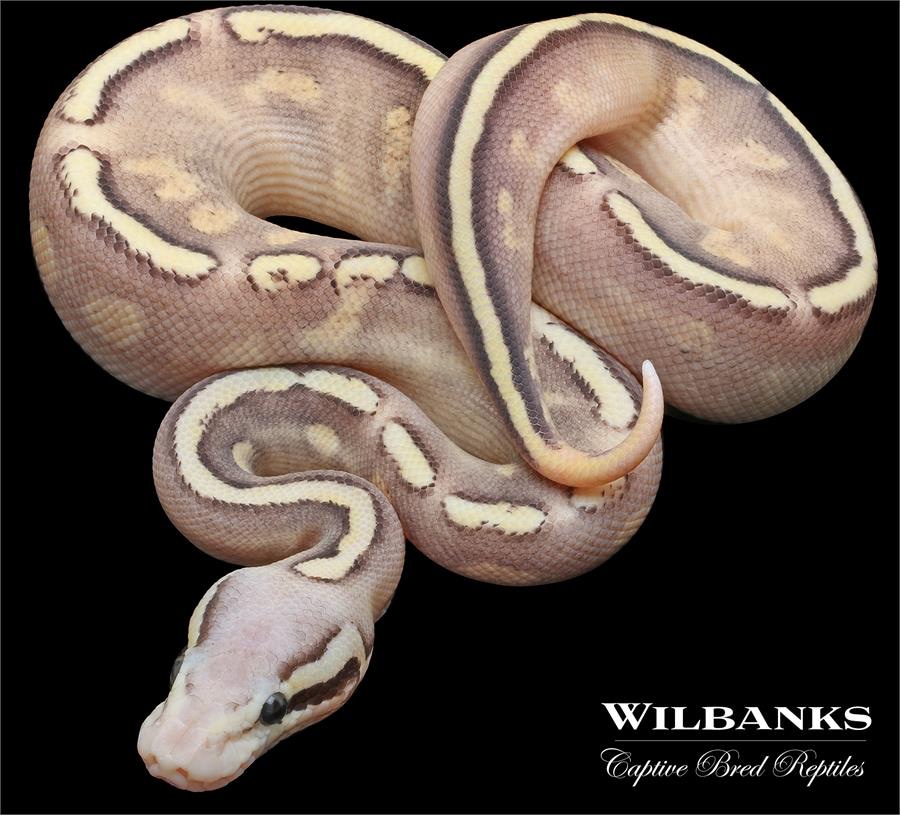 GHI Firefly Mojave Yellowbelly Ball Python by Wilbanks Captive Bred ...