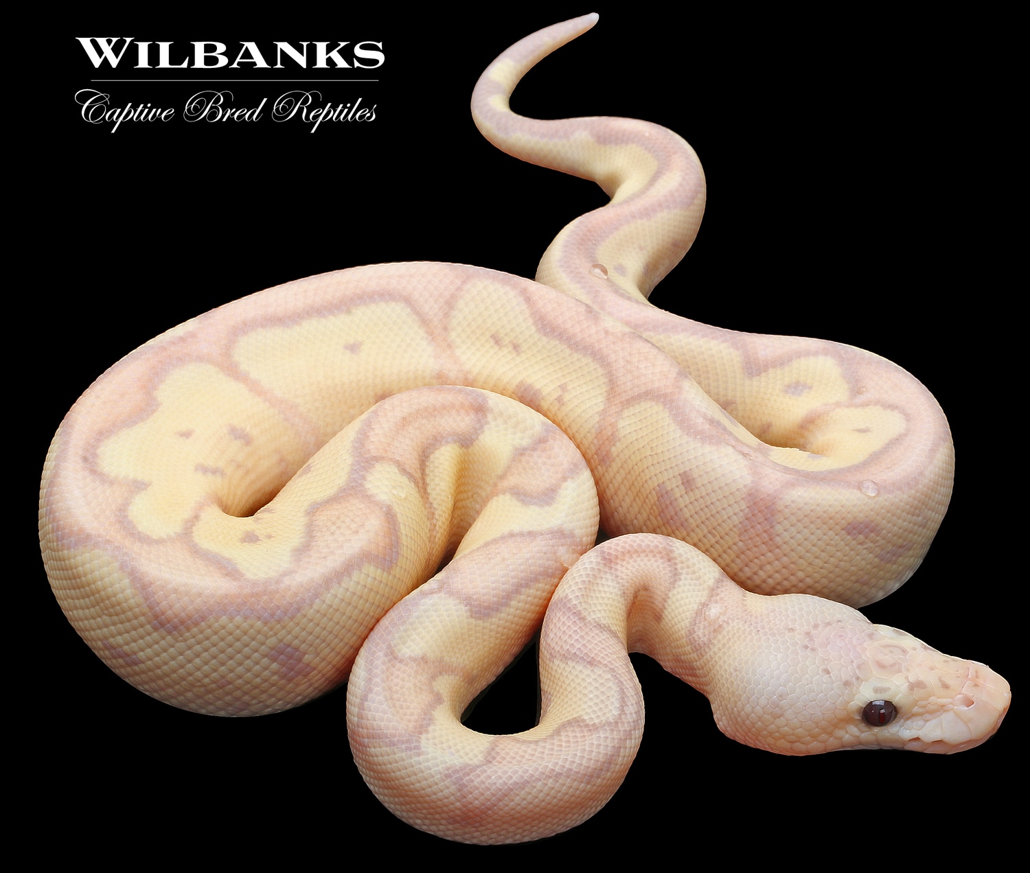 Banana FireFly Clown Ball Python by Wilbanks Captive Bred Reptiles ...