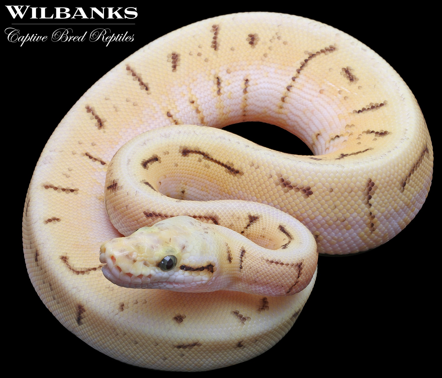 Orange Dream Spinner Blast Ball Python by Wilbanks Captive Bred ...