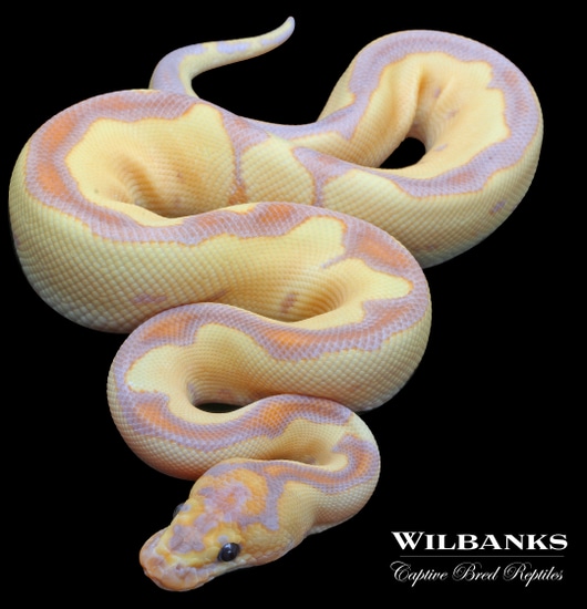 Banana Blade Clown Ball Python by Wilbanks Captive Bred Reptiles