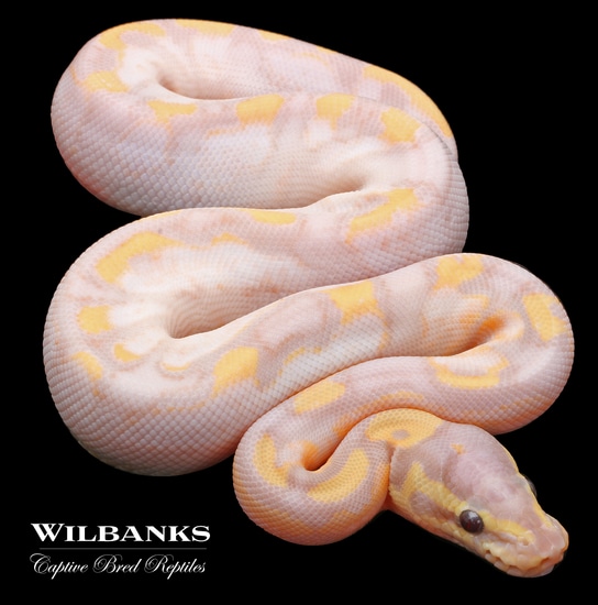 Banana Sugar 100% Het. Pied Ball Python by Wilbanks Captive Bred Reptiles