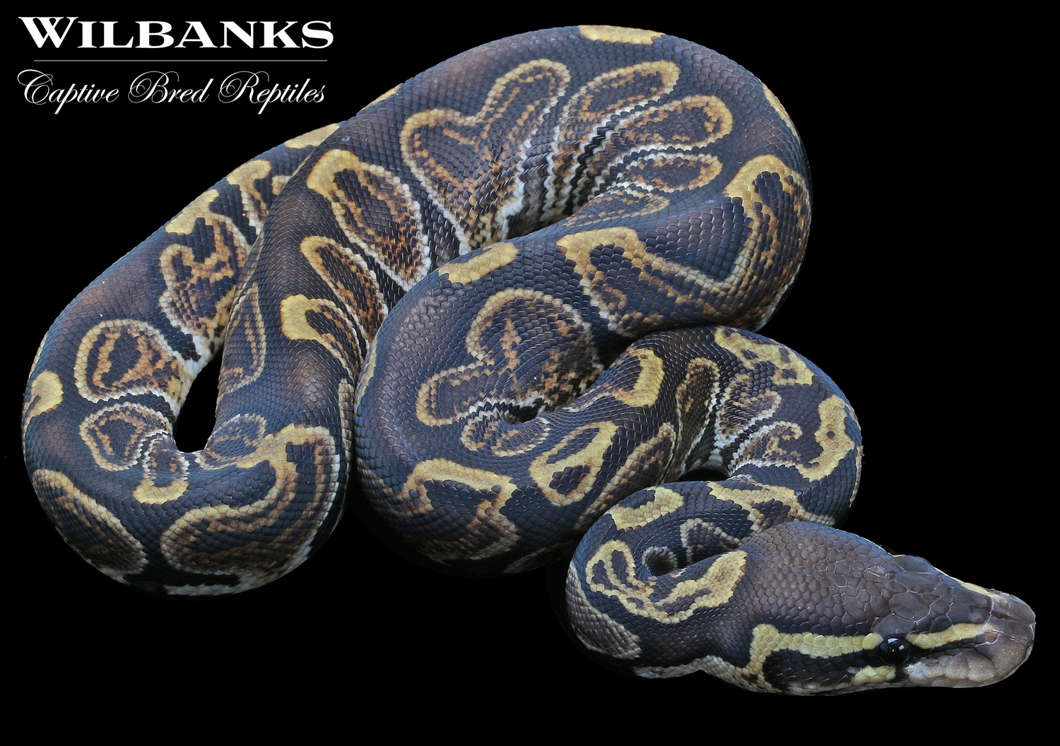GHI 100% Het. Ghost Ball Python by Wilbanks Captive Bred Reptiles ...
