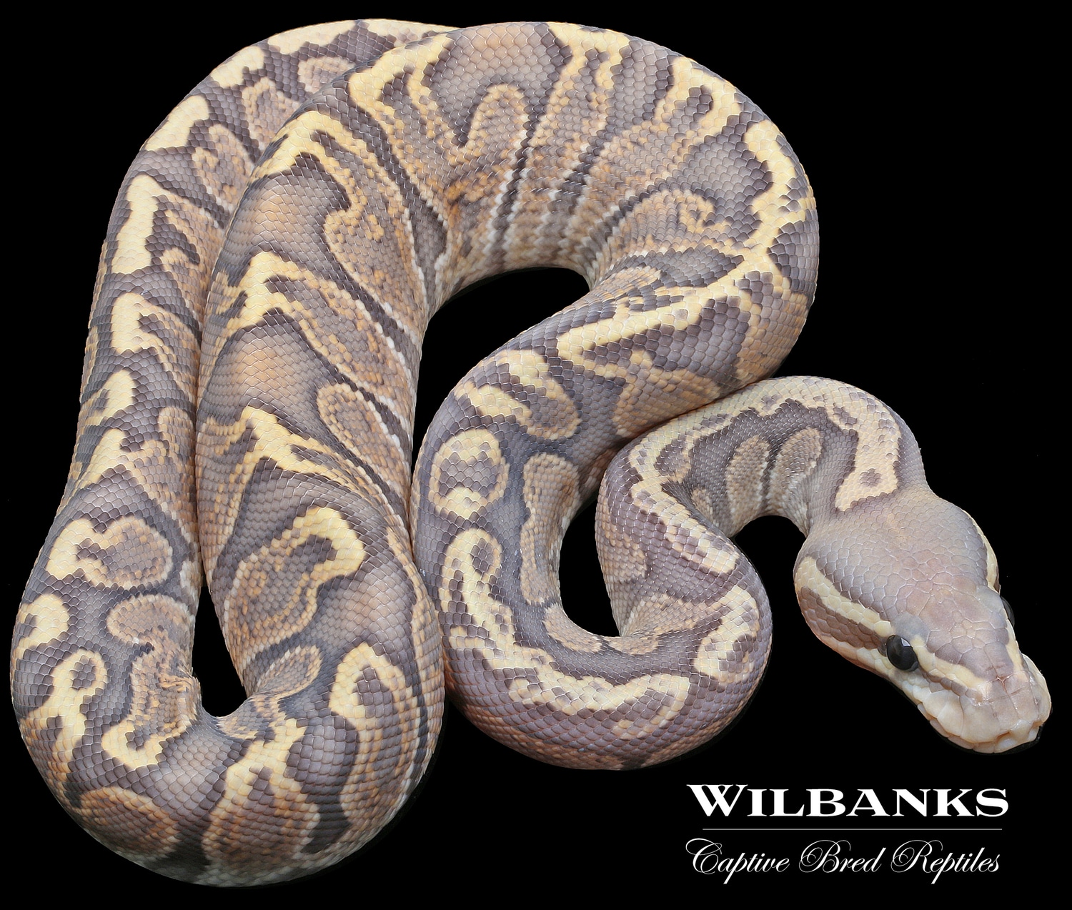 GHI Fire Orange Ghost Ball Python by Wilbanks Captive Bred Reptiles ...