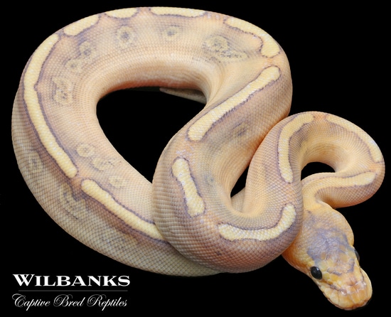 Mimosa Ball Python by Wilbanks Captive Bred Reptiles - MorphMarket