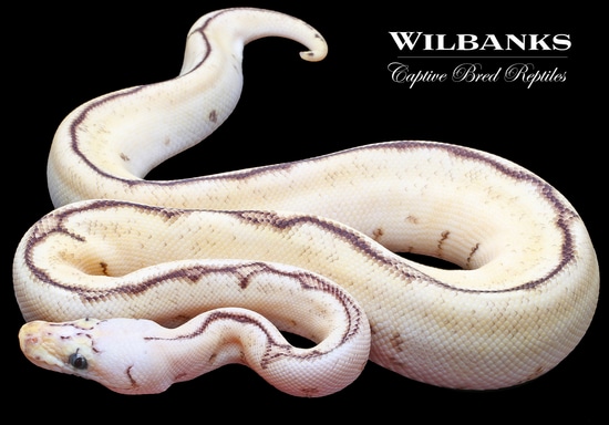 Bumble Bee Clown Yellow Belly Ball Python by Wilbanks Captive Bred Reptiles