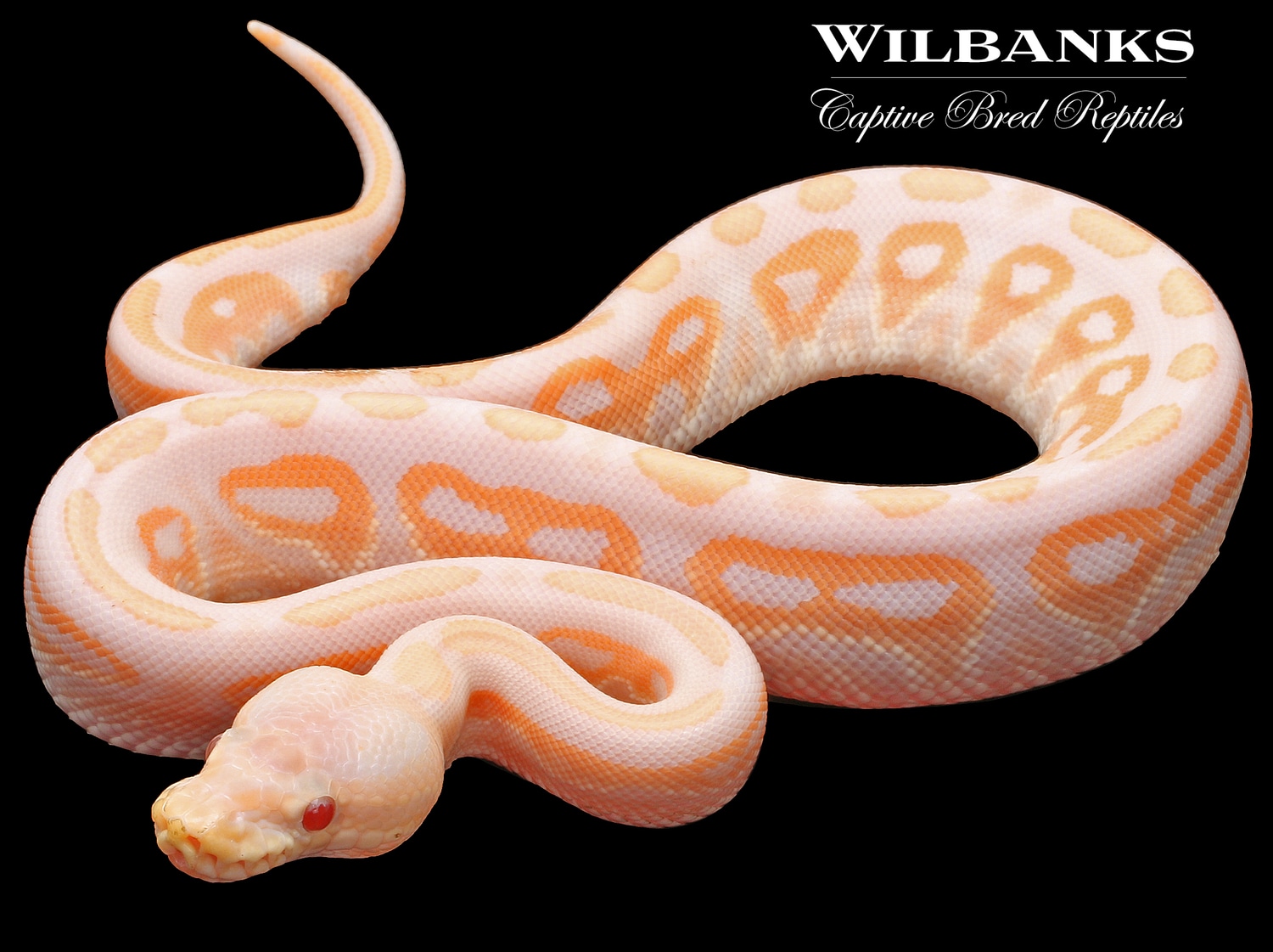 Cinnamon Lavender Albino Ball Python by Wilbanks Captive Bred Reptiles ...