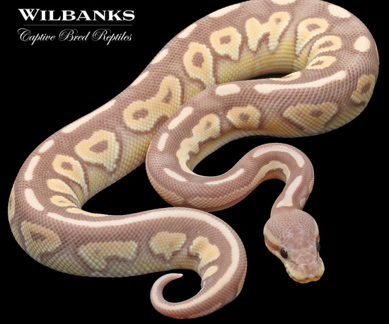 Banana Phantom Cinnamon Ball Python by Wilbanks Captive Bred Reptiles