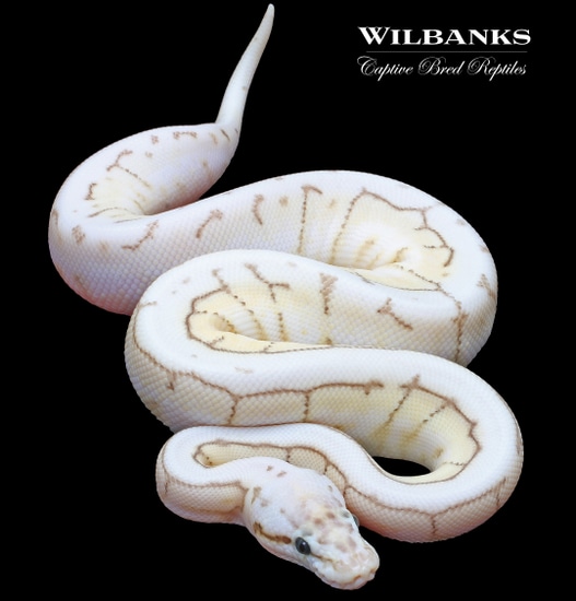 QueenSpin Gravel (Guaranteed) Ball Python by Wilbanks Captive Bred Reptiles